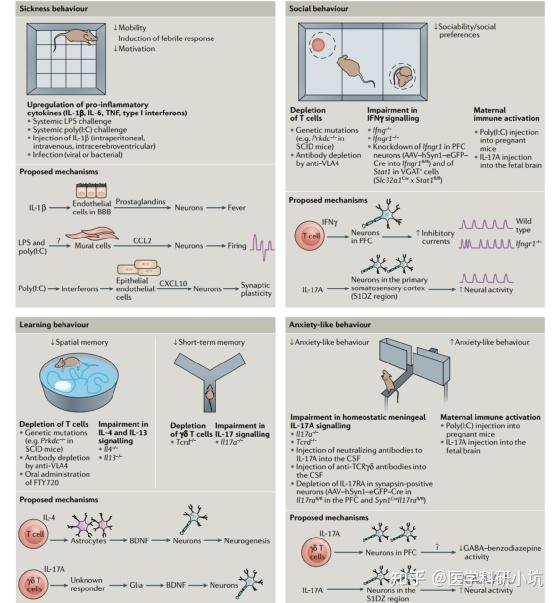 Nat Rev Immunol重磅综述: 免疫系统的神经调节-关注细胞因子 - 知乎
