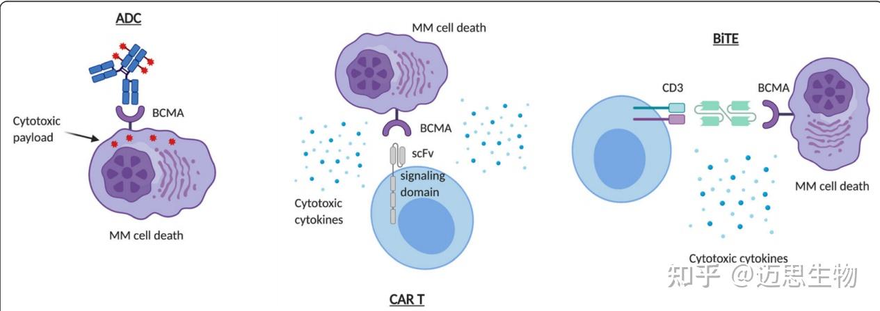 B细胞成熟抗原BCMA - 知乎