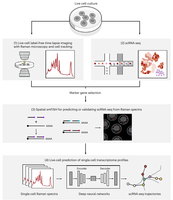 时空日报 | Nat Biotechnol：scRNA-seq结合拉曼显微成像预测活细胞的基因表达谱 - 知乎