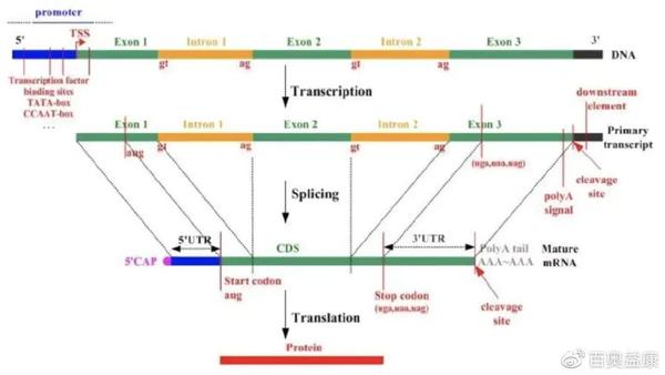 科普讲堂 | 分分钟教会你基因结构知识 - 知乎