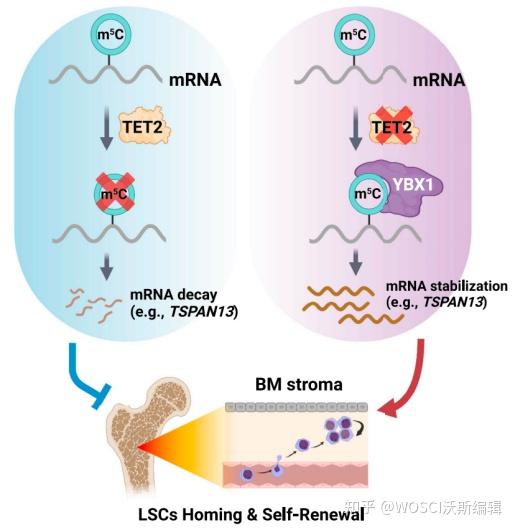 Cell Stem Cell | 发现TET2调控白血病干细胞归巢以及干性维持的新机制 - 知乎