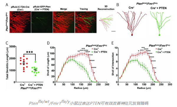 PNAS | Pten/Fmr1遗传相互作用参与脆性X染色体综合征小鼠的神经元发育 - 知乎