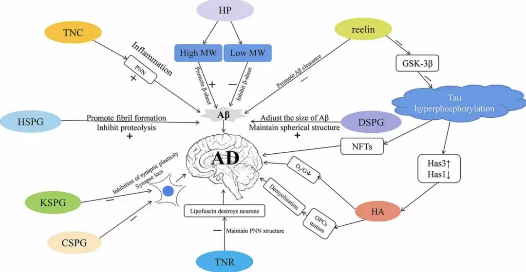 Front Aging Neurosci：细胞外基质在阿尔茨海默病中的作用 - 知乎