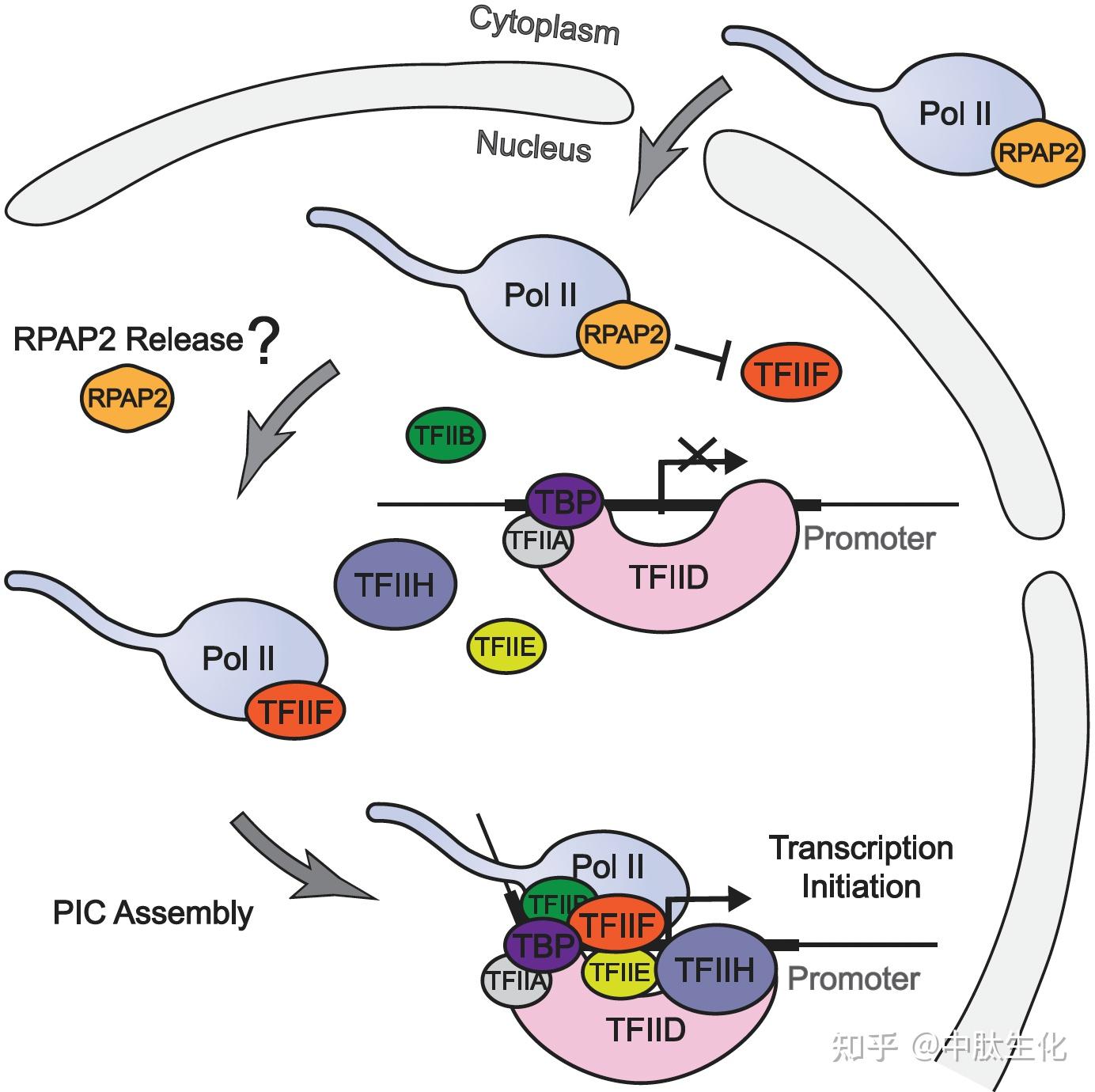 科学家发现并揭示新的转录起始检查点——RPAP2负调控转录起始的分子机制 - 知乎