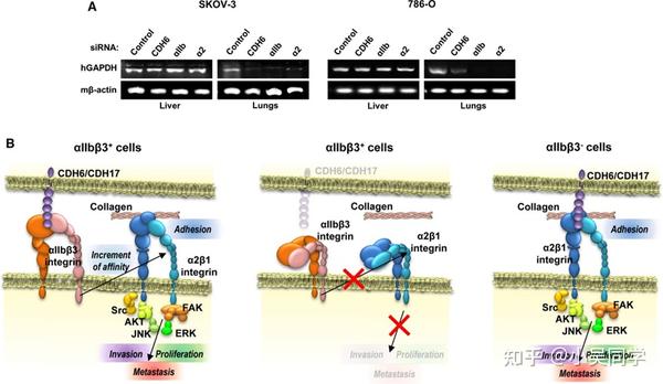 CDH6靶点进展：HKT288鹿死临床，DS-6000孤勇前行 - 知乎