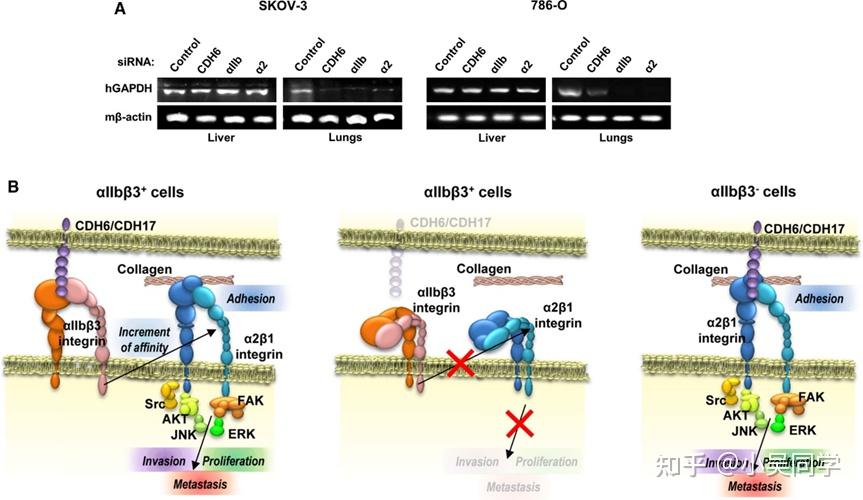 CDH6靶点进展：HKT288鹿死临床，DS-6000孤勇前行 - 知乎