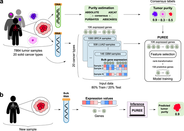 Commun Biol | 跨越20种癌症类型！基于基因表达谱精确预测泛癌肿瘤纯度的新方法——PUREE - 知乎