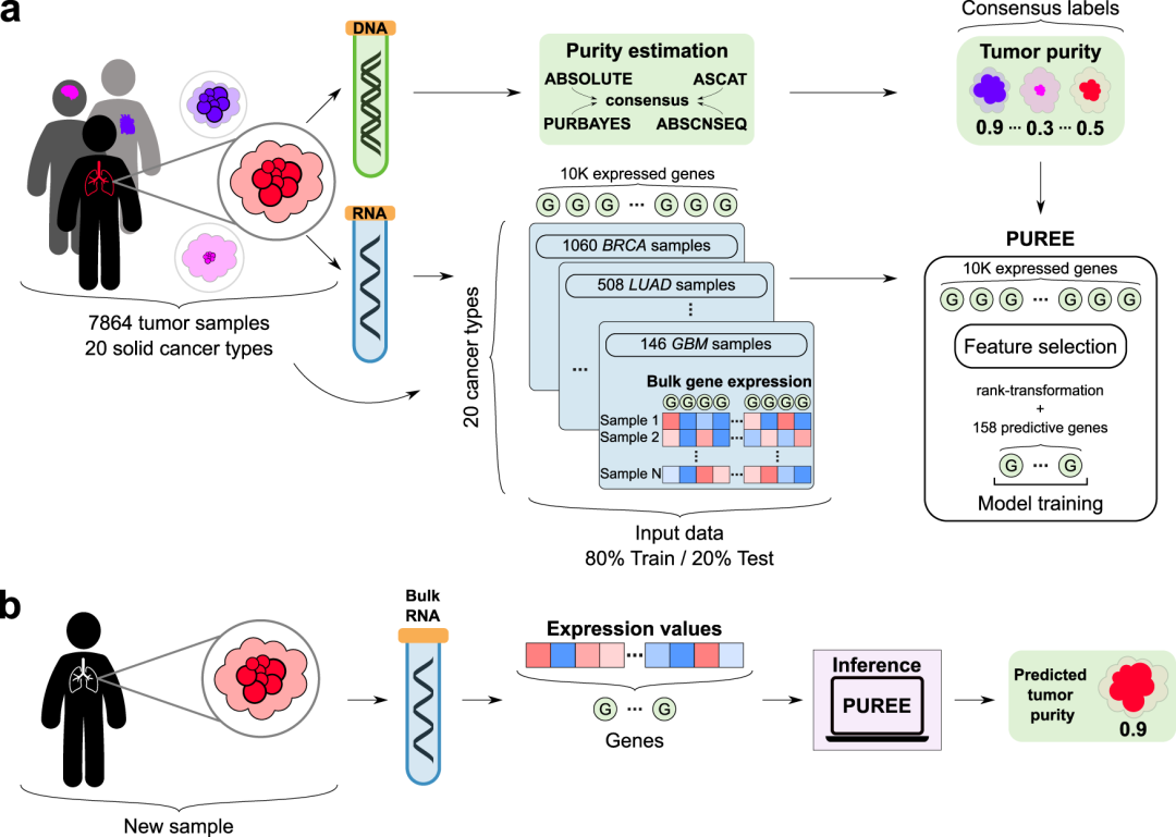 Commun Biol | 跨越20种癌症类型！基于基因表达谱精确预测泛癌肿瘤纯度的新方法——PUREE - 知乎