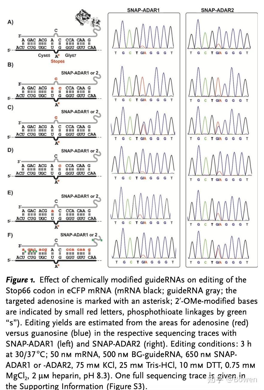 RNA Editing发展历程 - 知乎