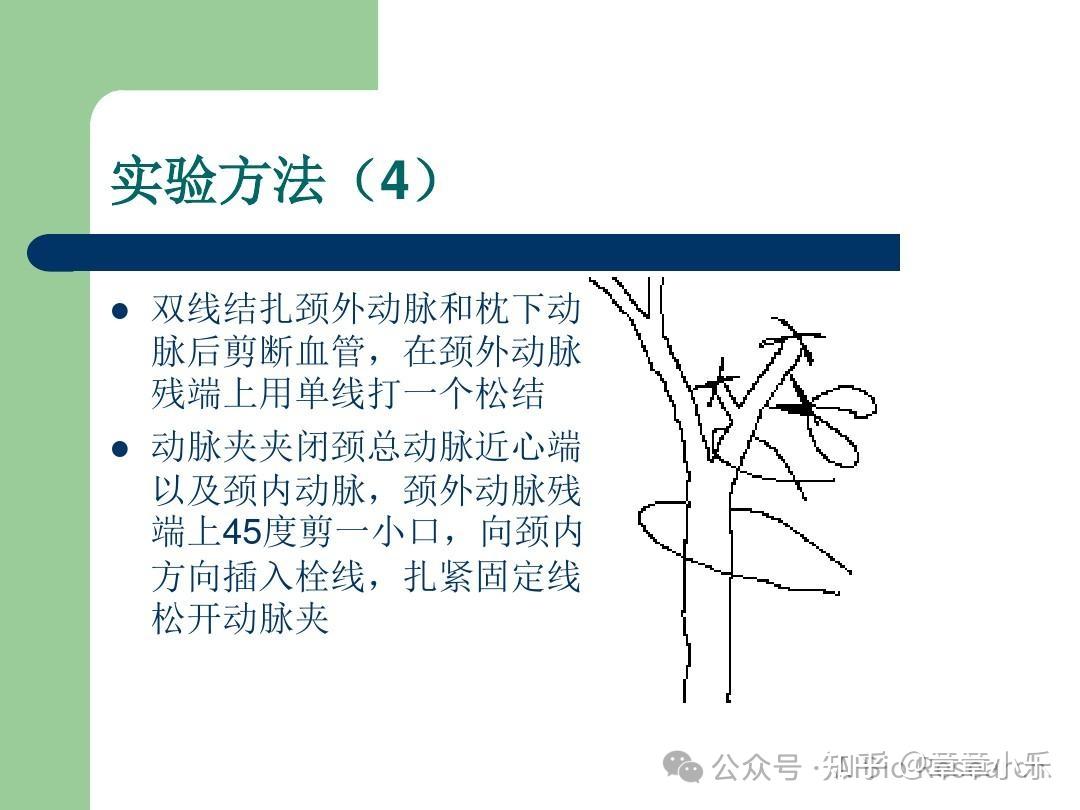 【手把手教学】都2025年了，你还不会脑梗死（MCAO）造模？ - 知乎