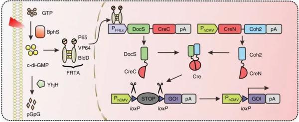 又见Cre！Cre/Loxp系统应用全攻略 | 知识点分享 - 知乎