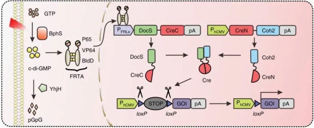 又见Cre！Cre/Loxp系统应用全攻略 | 知识点分享 - 知乎