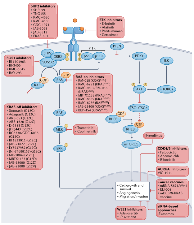 “不可成药”靶点KRAS靶向治疗的破局之路 - 知乎