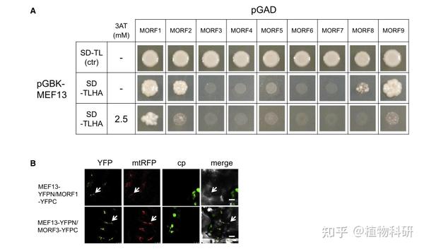 酵母三杂交Y3H系统助力Molecular Plant发表——影响拟南芥线粒体RNA编辑位点的分子机制研究 - 知乎
