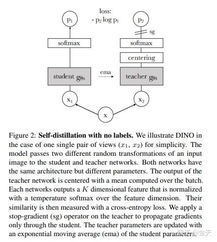 聊一聊最近比较火的DINO,facebook出品 - 知乎