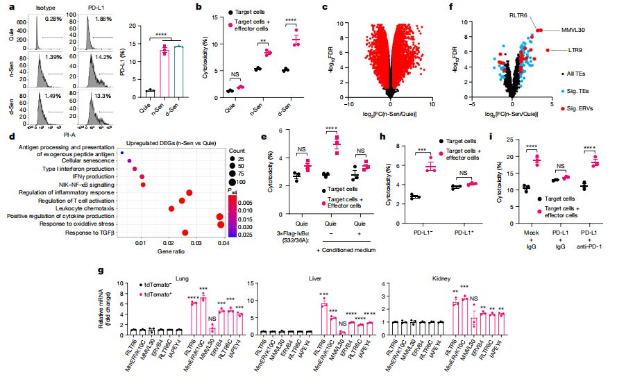 Nature | PD-L1的异质性表达在衰老相关过程中的重要作用 - 知乎