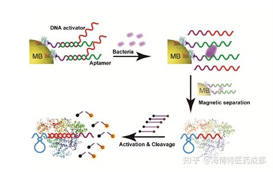 海博特CRO带你了解CRISPR在食源性致病菌检测中的应用 - 知乎