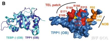 【文献翻译】端粒和端粒酶的结构生物学 - 知乎