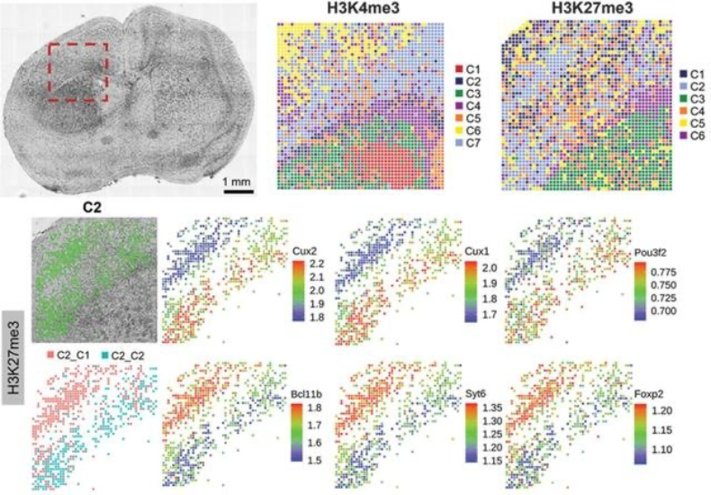 首次实现高空间分辨率表观遗传分析，耶鲁大学团队开发Spatial-CUT&Tag技术，或可提供治疗疾病的新途径 - 知乎