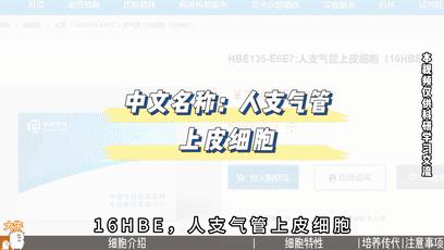 16HBE培养，人支气管上皮细胞培养攻略 - 丰晖生物 - 知乎