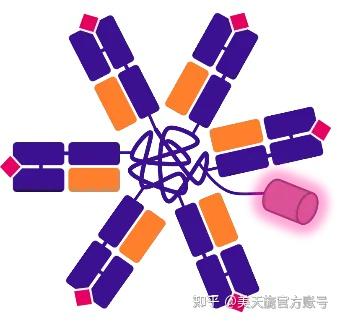 一文看懂 | 抗原特异性T细胞如何用流式仪进行分离和分析 - 知乎