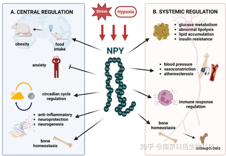 药靶细胞模型---NPY2R细胞筛选模型 - 知乎