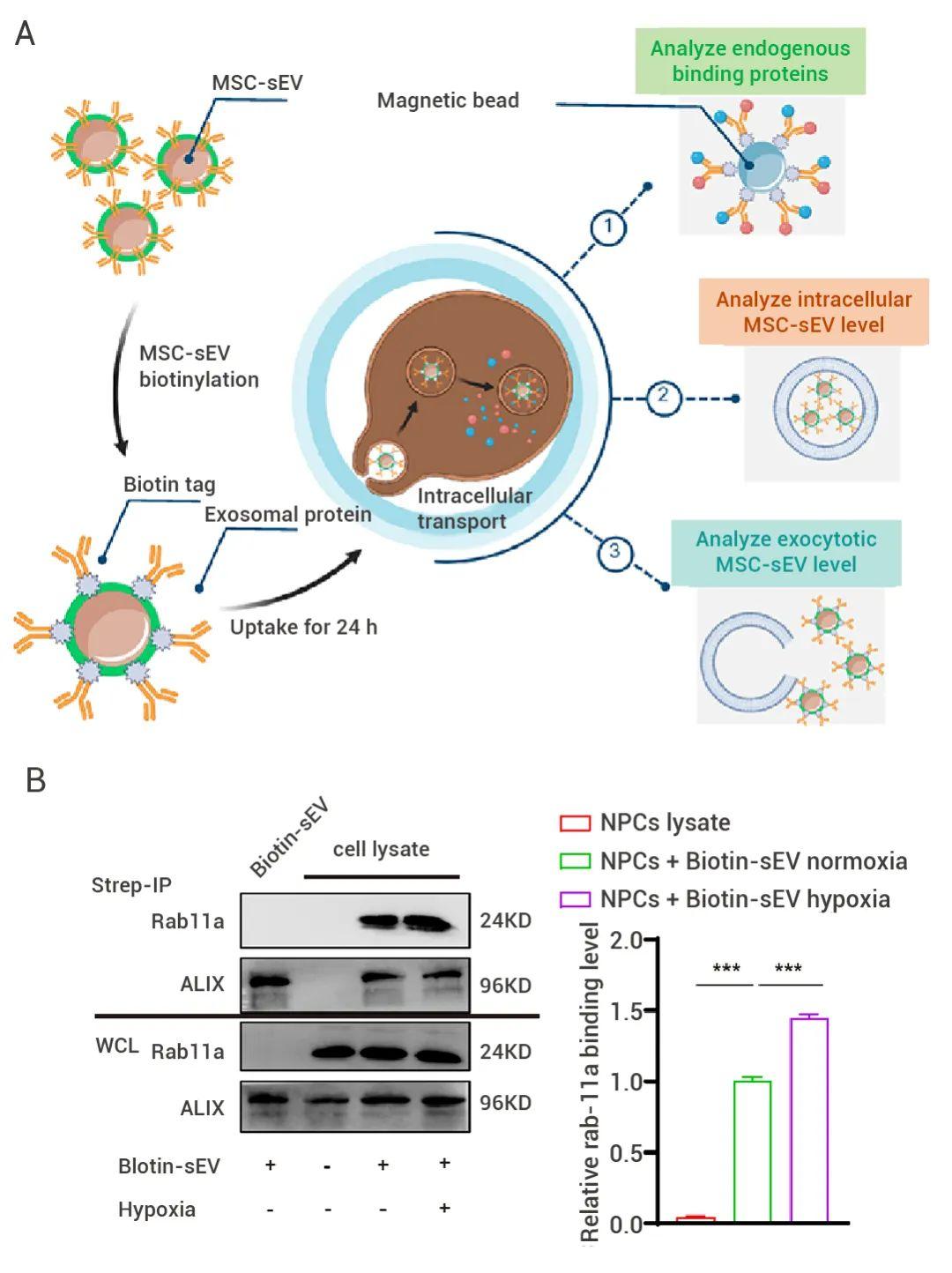 "难分难舍" 的链霉亲和素-生物素系统 | MedChemExpress (MCE) - 知乎