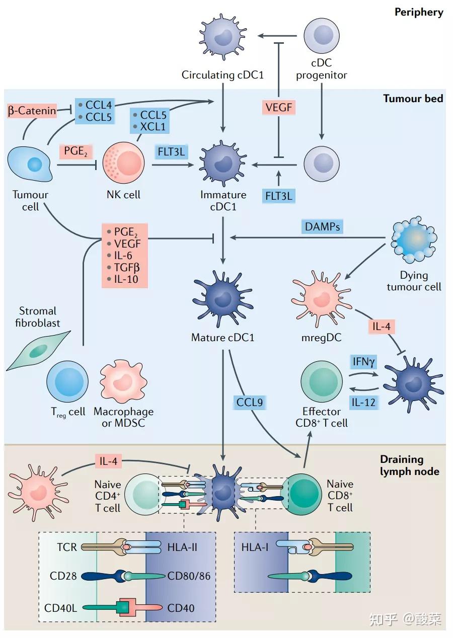 53分Nature顶级子刊重磅综述介绍这一肿瘤免疫热点，快收藏！ - 知乎