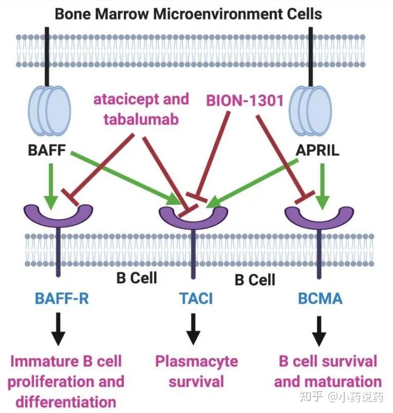 B细胞成熟抗原（BCMA）靶向新药开发大盘点 - 知乎
