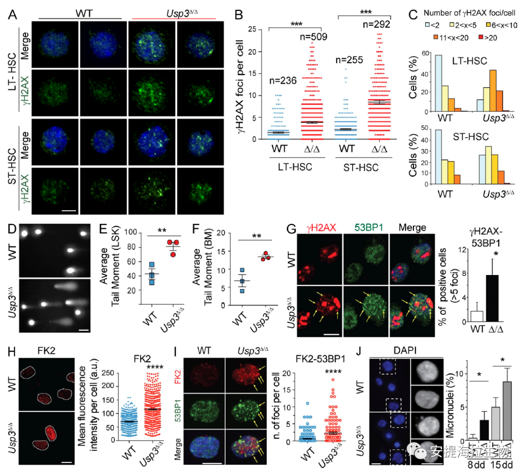 USP3严格调控泛素介导的DNA损伤应答以维持造血干细胞功能的完整性 - 知乎