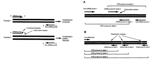 基因点突变检测利器之ARMS，让肿瘤/遗传病无处遁形 - 知乎