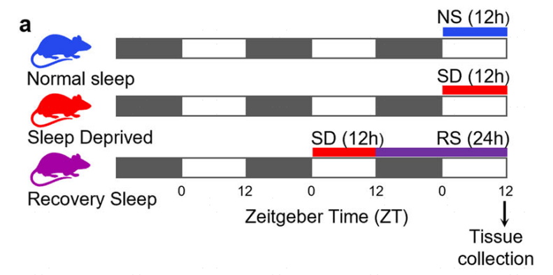 看单细胞转录组学和细胞特异性蛋白质组学如何破解睡眠密码 - 知乎