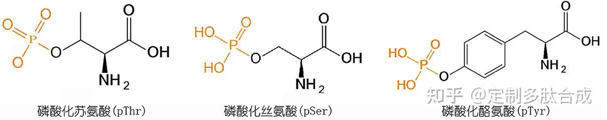 磷酸化多肽[pTyr5] EGFR (988-993)|159453-08-4|DADE-pTyr-L - 知乎