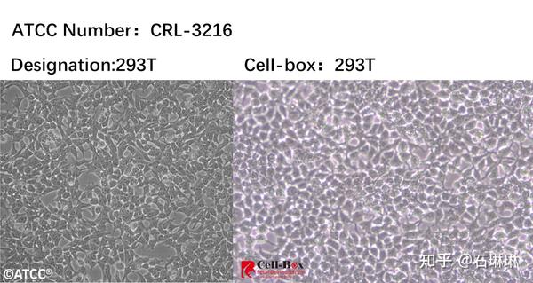关于293T细胞培养的那些事 - 知乎