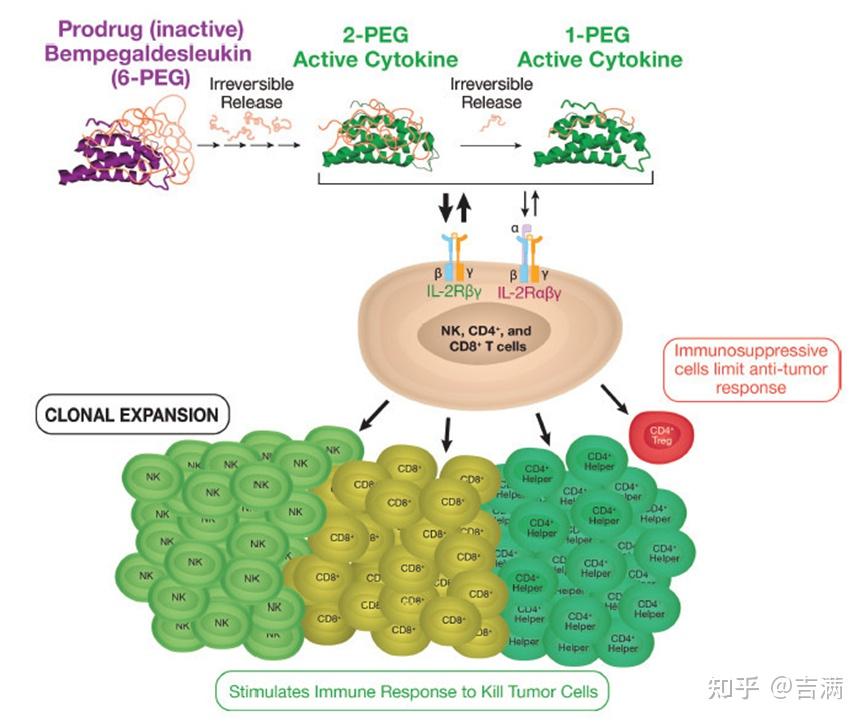 IL-2、IL-15：老靶点重焕青春 - 知乎