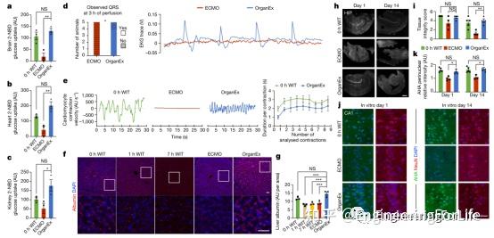 《Nature》重磅：继猪脑“复活”后的又一重大突破，OrganEx助力“起死回生” - 知乎