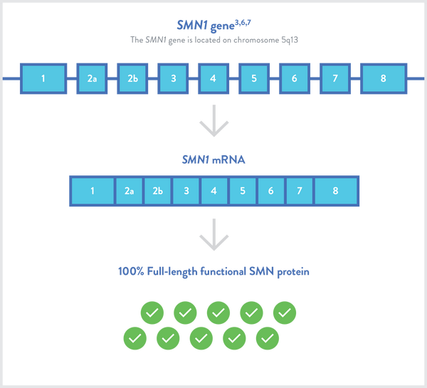 通过SMA了解生命之神奇 - 知乎