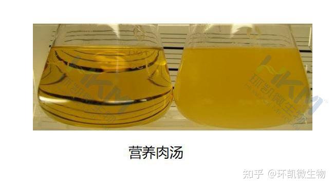 GB4789-6-2016 致泻大肠埃希氏菌检验及注意事项 - 知乎