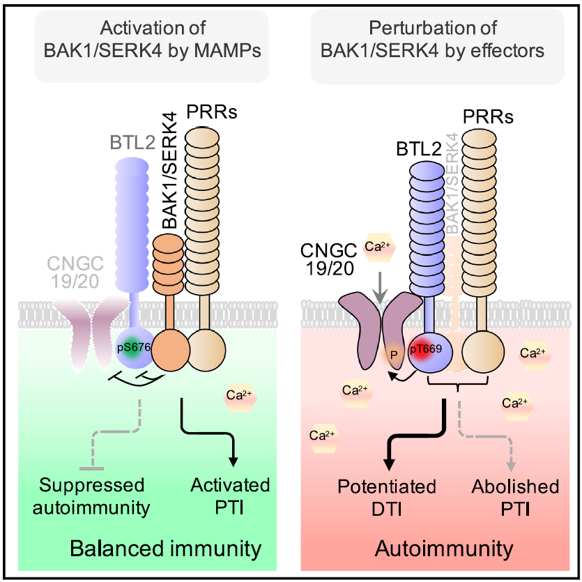 Cell | 华中农大/ 德州农工研究揭示植物维持先天免疫系统稳态的新机制！ - 知乎
