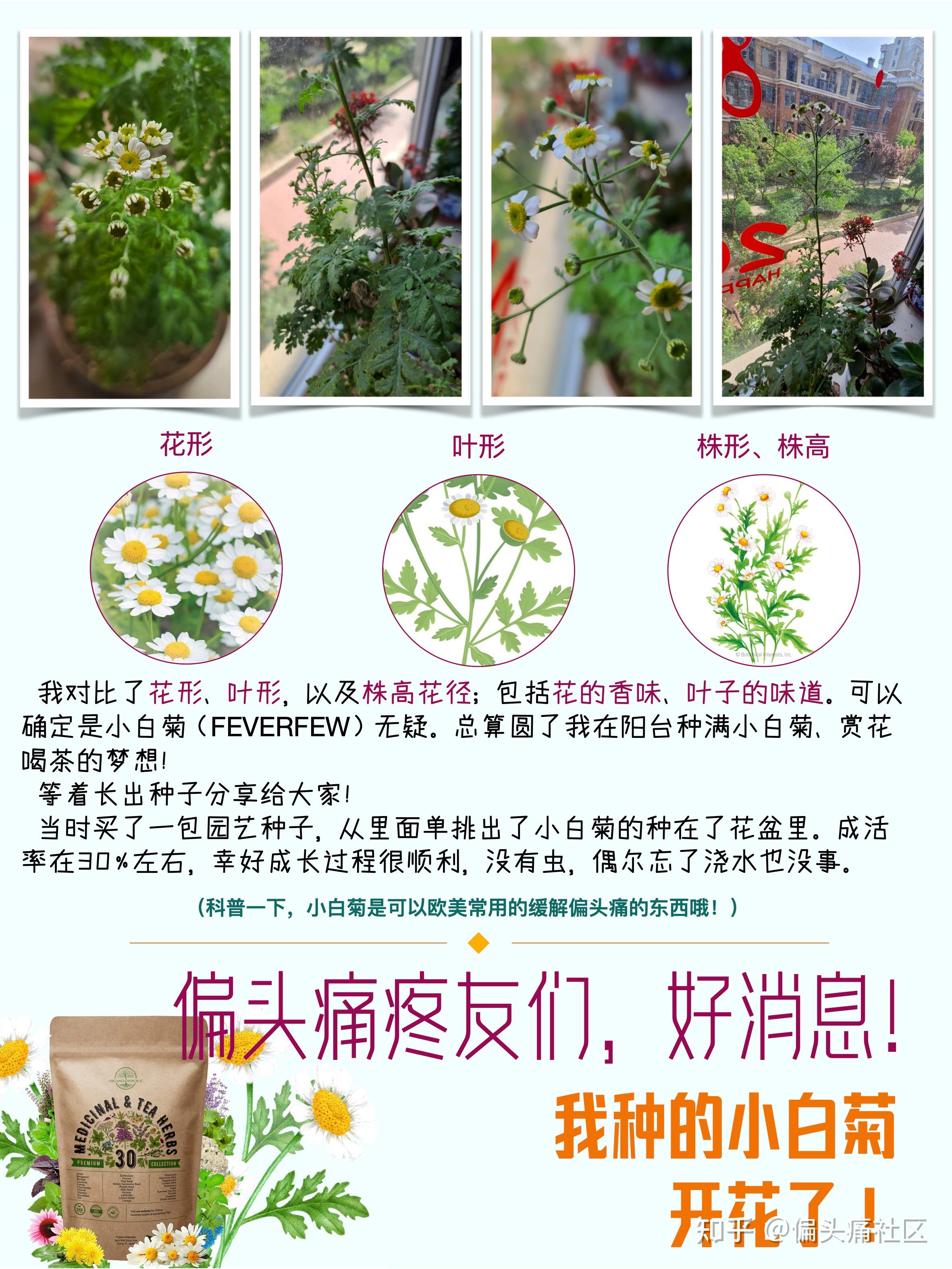 偏头痛好消息，我种的小白菊（feverfew）开花了！ - 知乎
