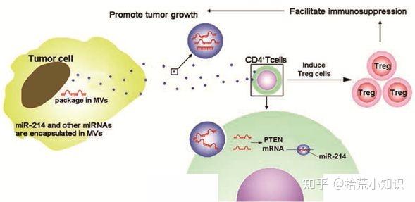 什么是microRNA？它的发现和研究进展对生物医学界有何重大意义？来一起看一看吧！ - 知乎