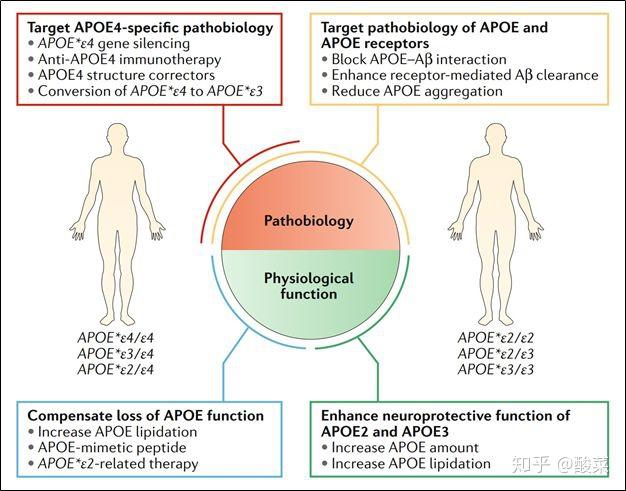 Nature子刊综述：APOE家族与阿尔兹海默的相爱相杀 - 知乎
