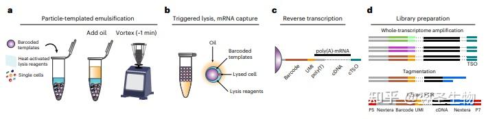 新技术分享：PIP-seq，无需配套仪器的单细胞实验！ - 知乎