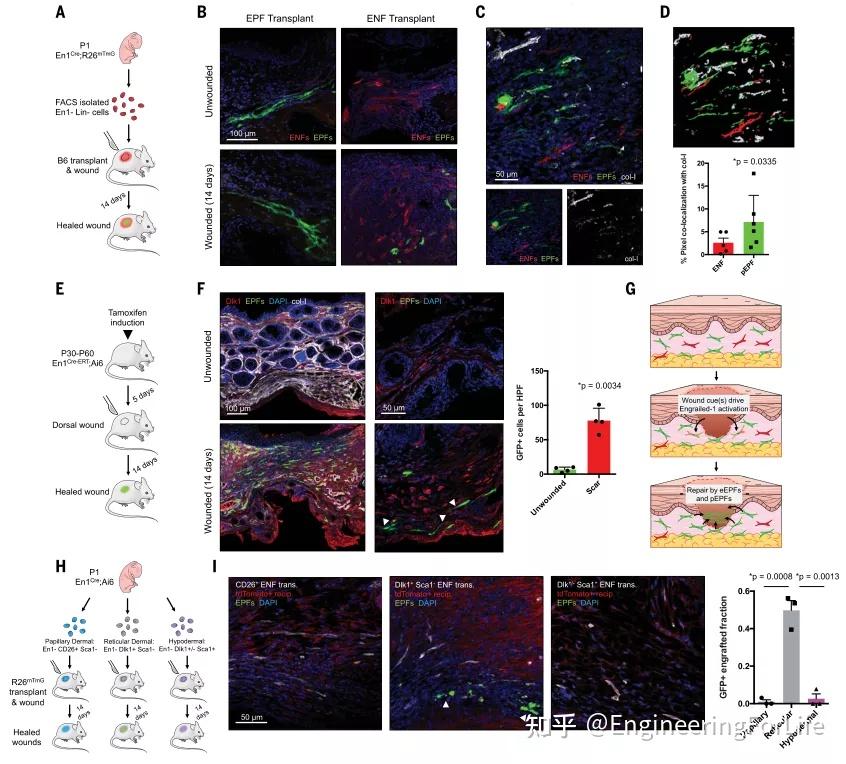 Science:抑制成纤维细胞Engrailed-1表达实现无痕化愈合 - 知乎