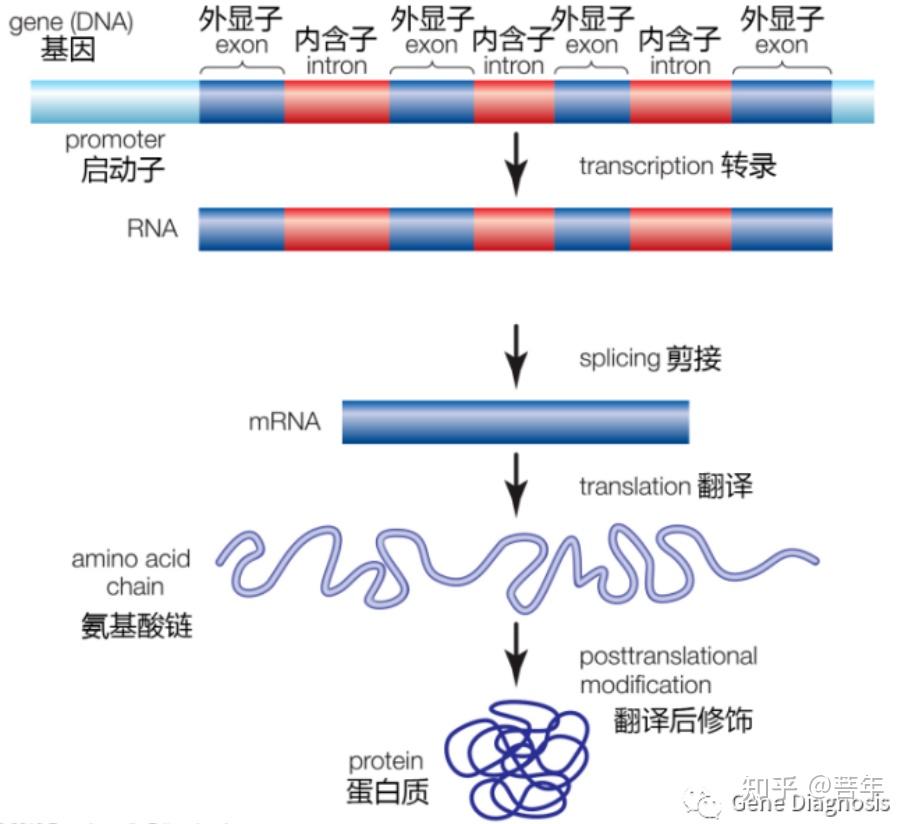 全外测序（WES） - 知乎