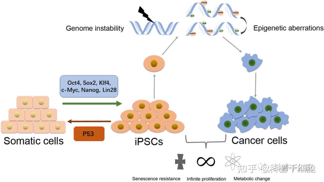 iPSCs的应用以及挑战 - 知乎