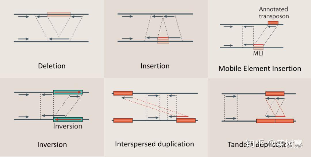 一篇文章说清楚基因组结构性变异检测的方法 - 知乎
