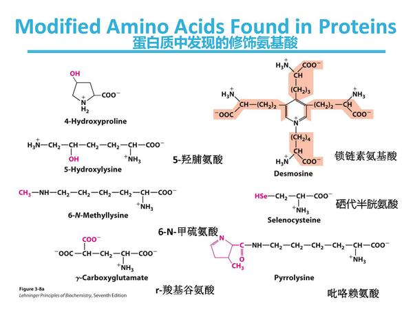 莱宁格生物化学原理 Lehninger Principles of Biochemistry 重点划线 导读双语课件 - 知乎