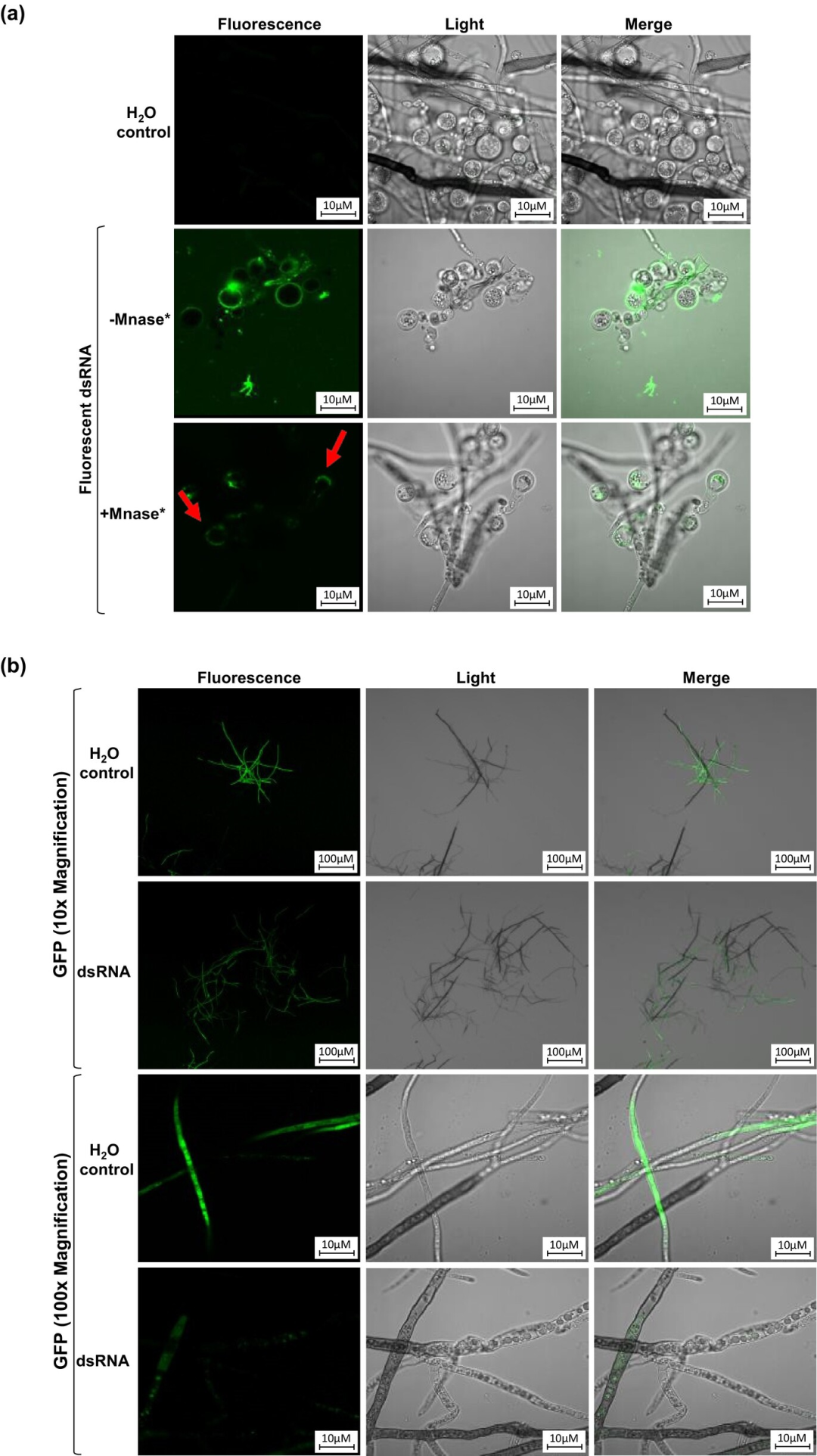 每日科研进展 l 2024.04.28 l 摄取双链 RNA 来控制玉米病原体 Cercospora zeina - 知乎