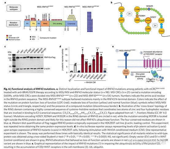 RNF43突变预测BRAF V600E转移性结直肠癌对抗BRAF/EGFR联合治疗的反应 - 知乎